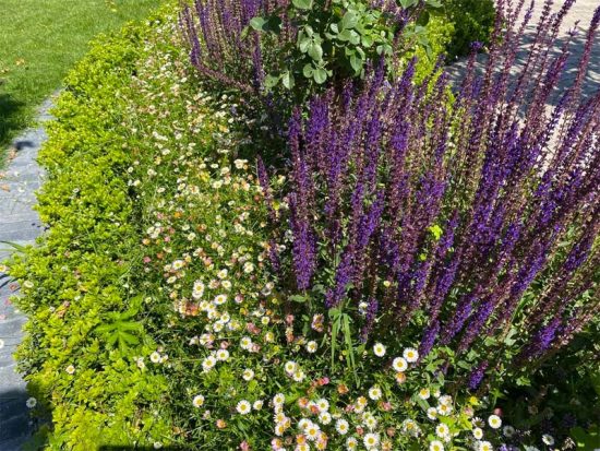 Soorten Vaste Planten – Wooninspiratie